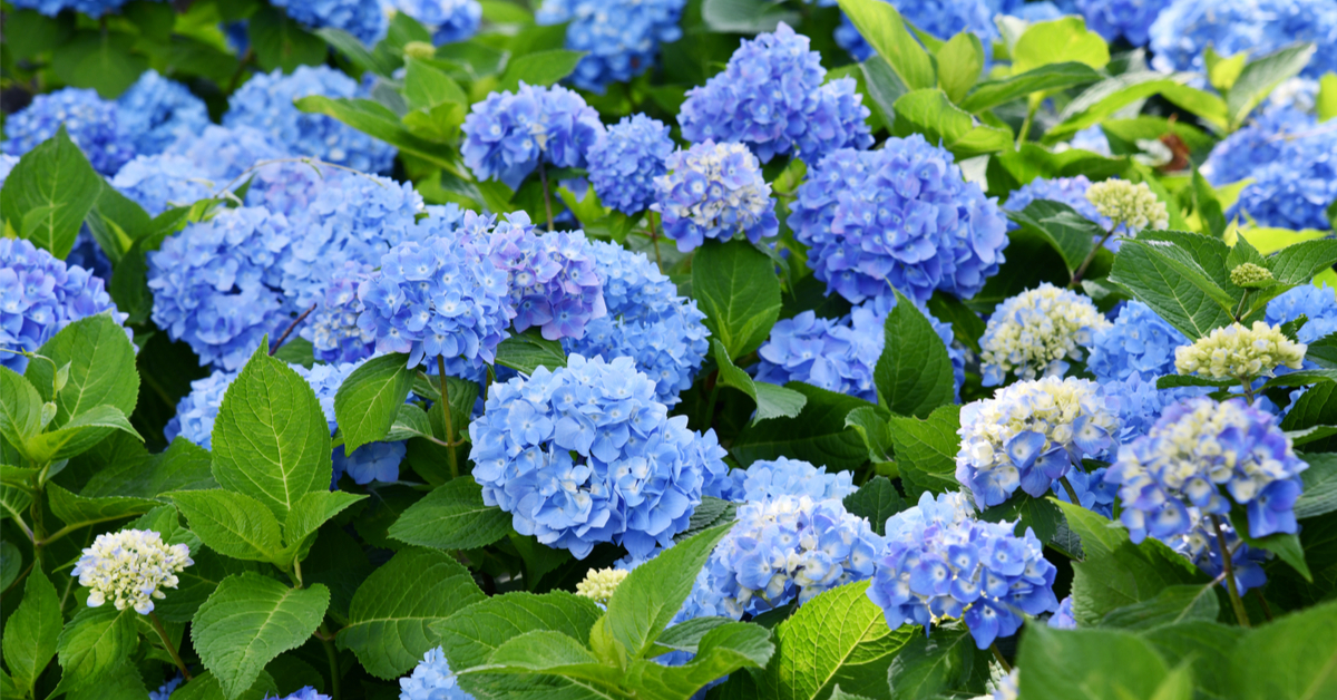 Hortensia bleu : comment en avoir au jardin en travaillant le sol