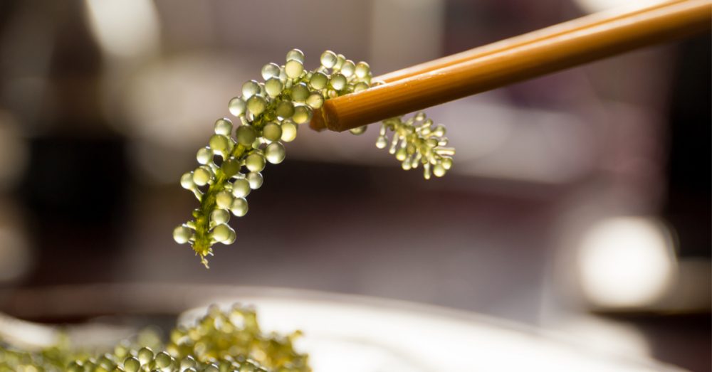 Les aliments riches... en iode