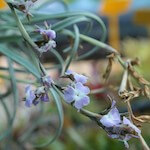 Tillandsia : cette mystérieuse plante sans racine