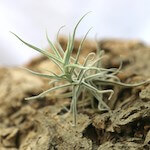 Tillandsia : cette mystérieuse plante sans racine