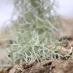 Tillandsia : cette mystérieuse plante sans racine