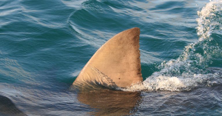 L'Europe, une plaque tournante du commerce d'ailerons de requin