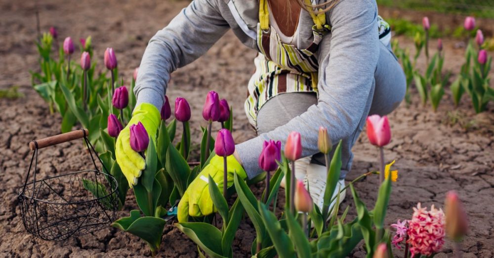 7 conseils pour un jardin bio naturel au printemps