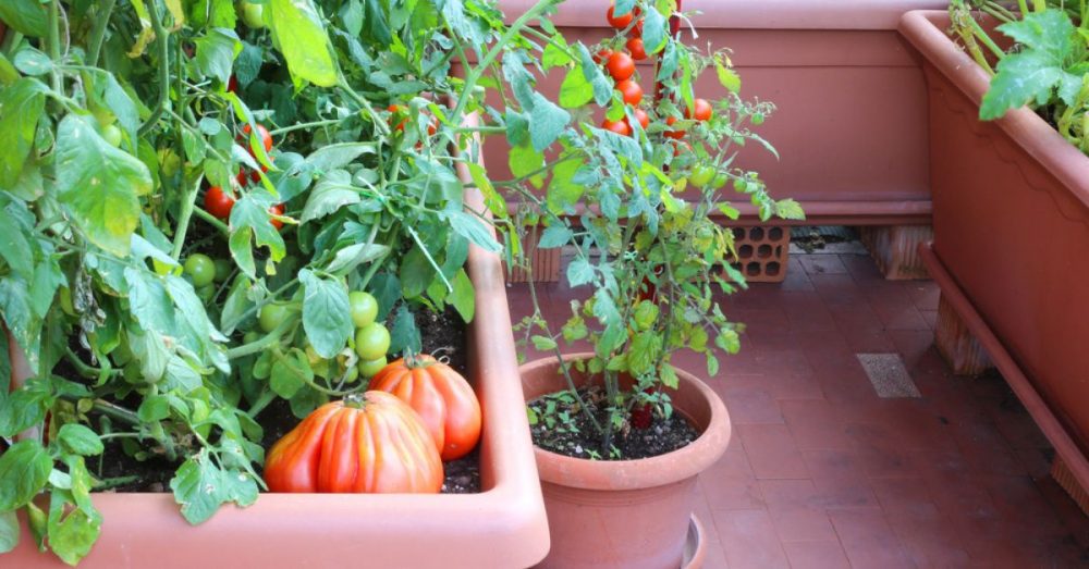 Réussir un potager de balcon : plantes, aménagement, toutes les astuces