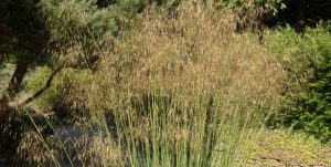 Embellir son jardin avec 6 graminées résistantes au soleil brûlant