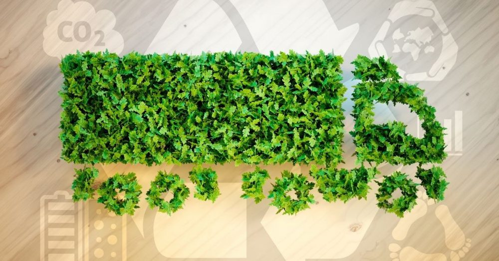 Tillandsia : cette mystérieuse plante sans racine