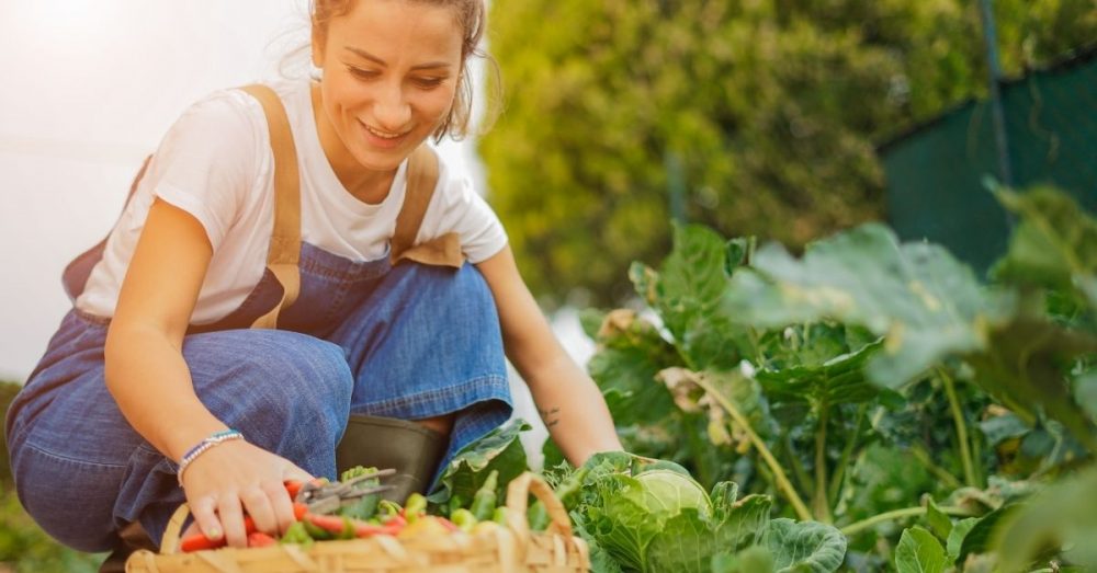 Potager pour débutant : 10 légumes et fruits faciles à cultiver