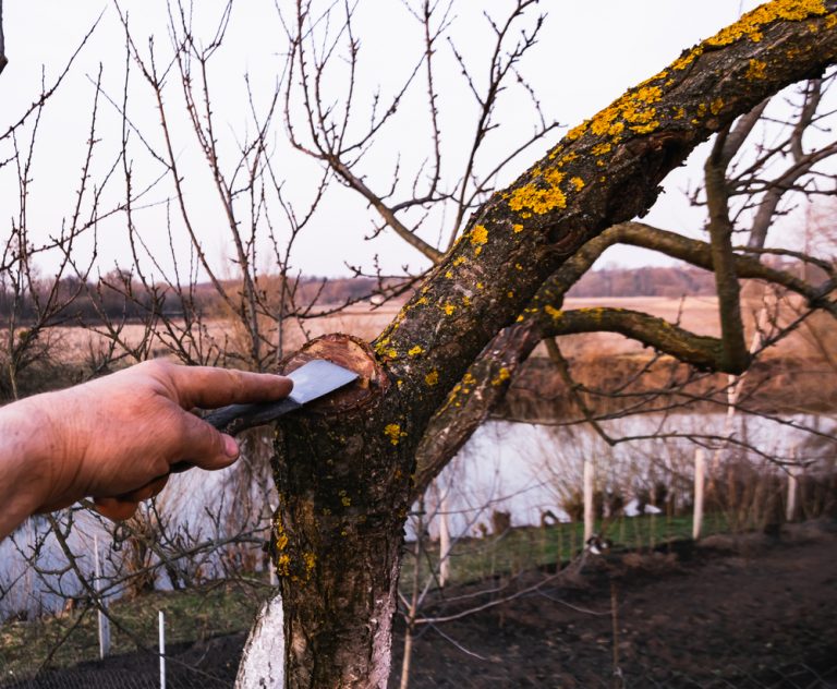 Fabriquer un mastic cicatrisant pour arbres et arbustes : 3 recettes