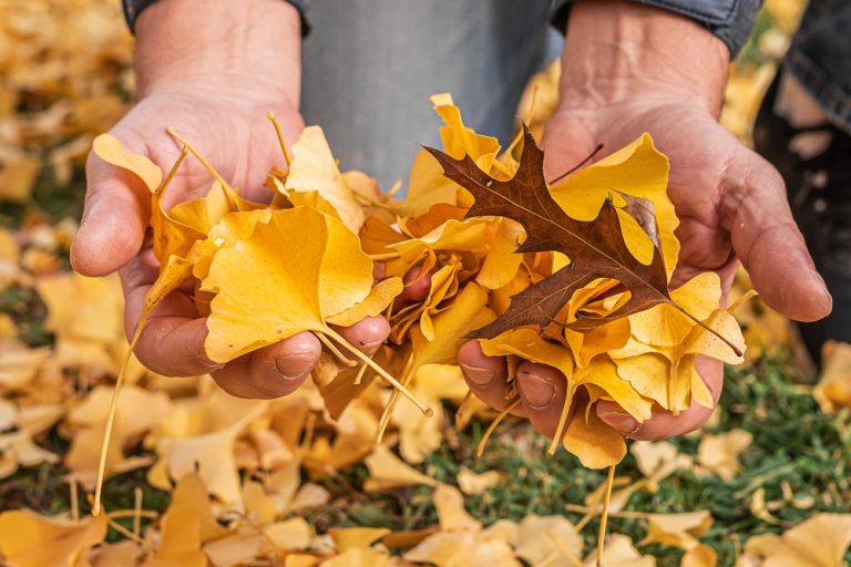 Brûler les feuilles mortes dans son jardin : attention à l'amende