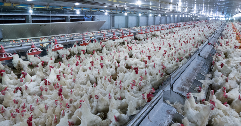 Élevage intensif de poulets : carton rouge pour Burger King et McDonald's