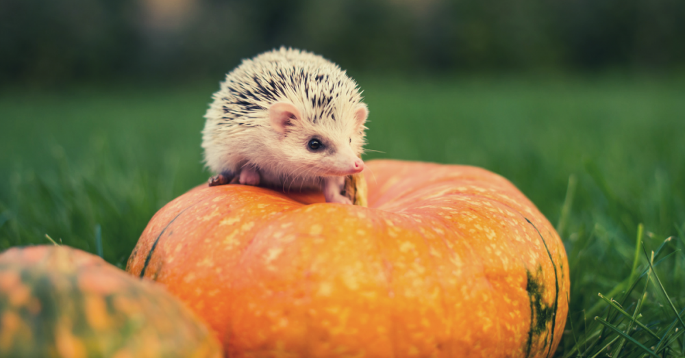 Comment reconnaître un fruit mûr : toutes nos astuces