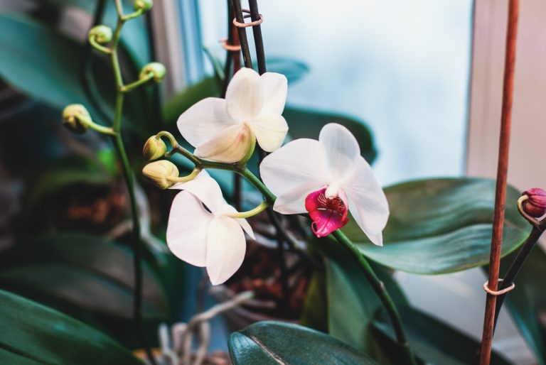 S'occuper d'une orchidée en hiver : arrosage, taille et autres conseils