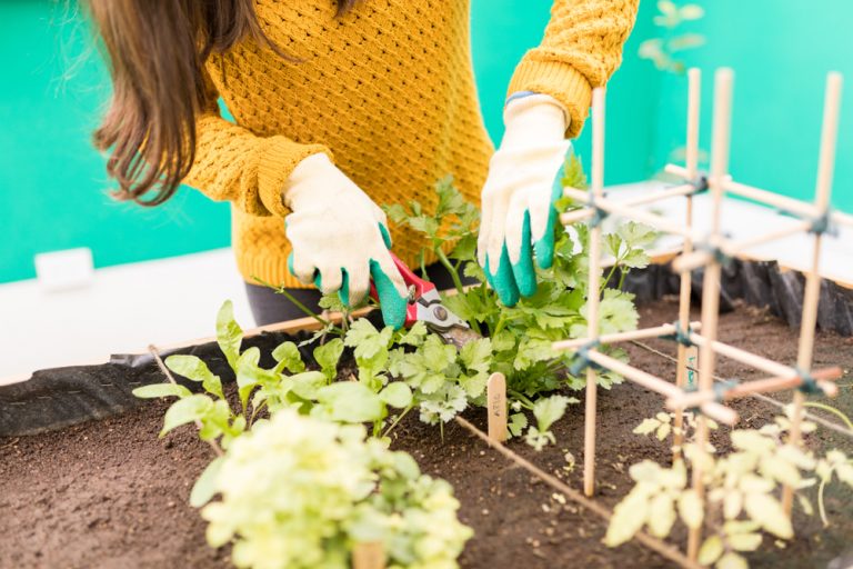 Commencer le potager du printemps : 10 gestes à débuter en décembre