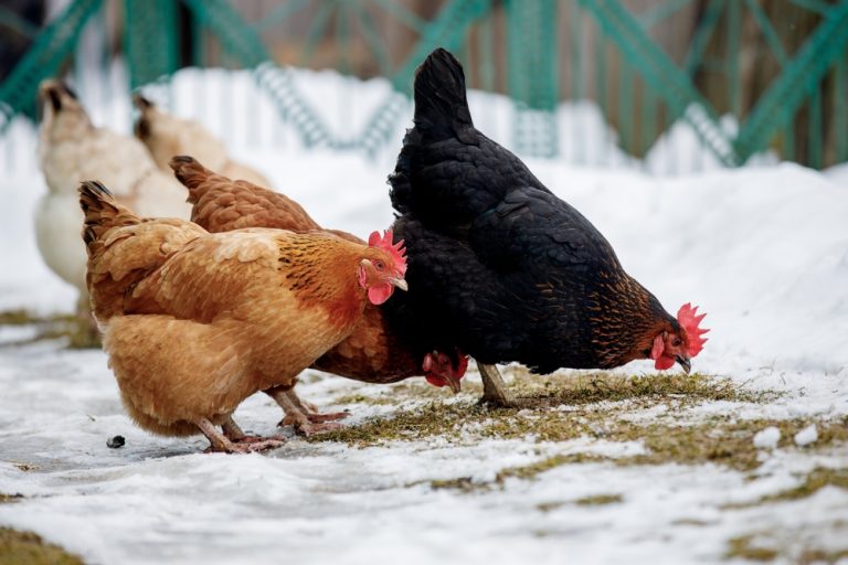 Poulailler et hiver : l'astuce imparable pour savoir si vos poules ont ...