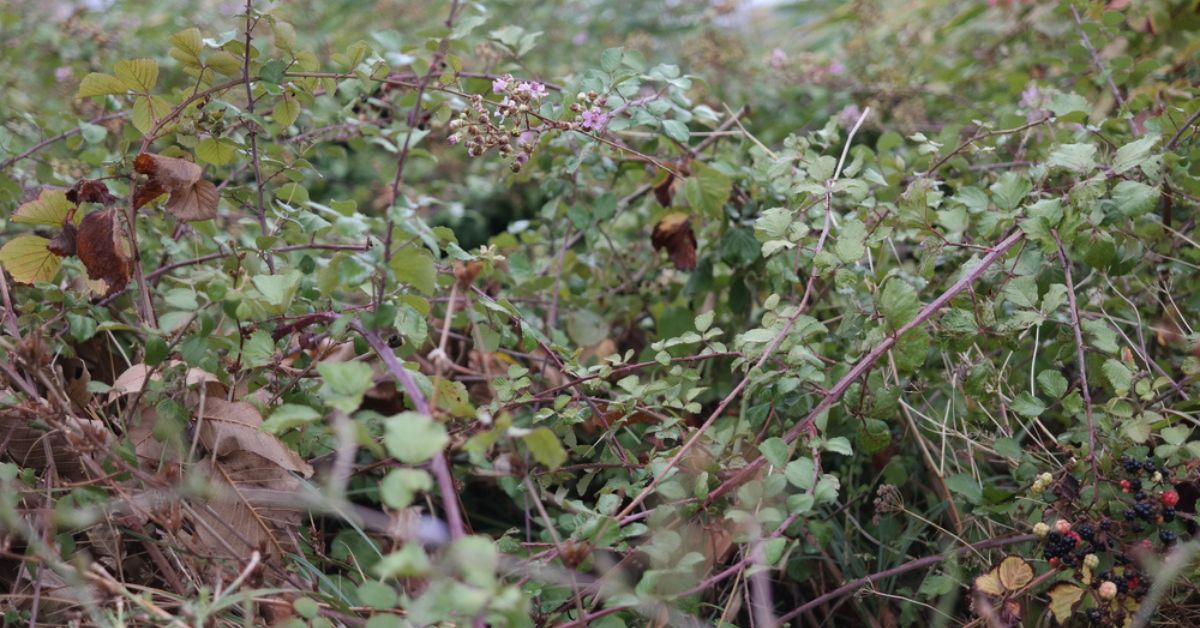 6 astuces pour supprimer les ronces facilement et définitivement