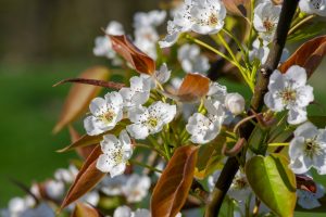 Verger : tout savoir pour planter et cultiver un Nashi, le poirier japonais