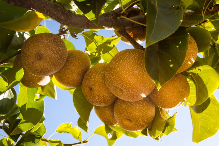 Verger : tout savoir pour planter et cultiver un Nashi, le poirier japonais