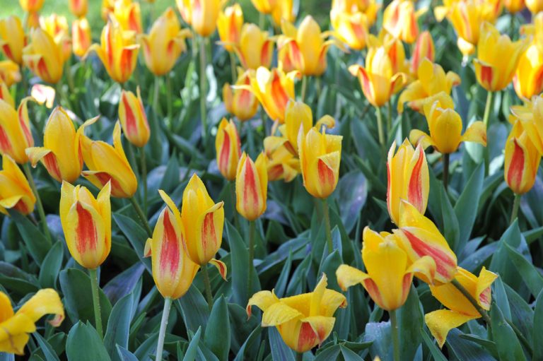 Culture et entretien des tulipes : favoriser leur floraison d'année en ...