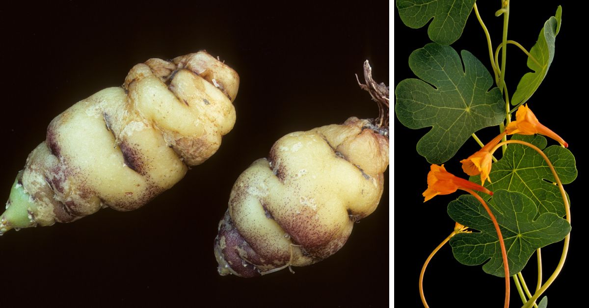 Potager : 5 légumes originaux à planter ce printemps, pour changer