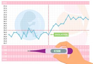 Contraception sans hormones : les méthodes d'observation du cycle