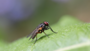 Conscience, émotions, sentiments... Que ressentent les insectes