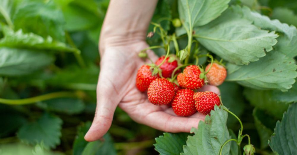 Préparer les fraisiers au printemps pour de belles fraises goûteuses