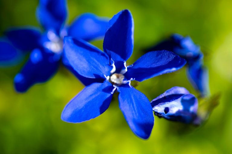 Les plus belles fleurs bleues pour un jardin apaisant et ressourçant