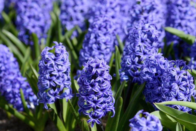 Les plus belles fleurs bleues pour un jardin apaisant et ressourçant