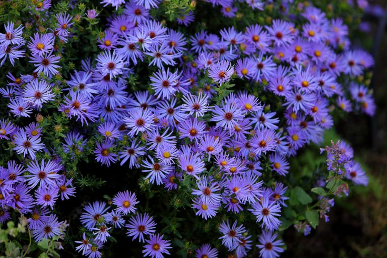 Les plus belles fleurs bleues pour un jardin apaisant et ressourçant