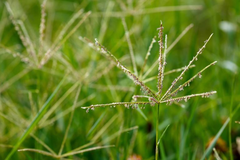Le chiendent pied de poule, Cynodon dactylon : pour un gazon ultra ...