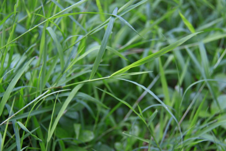 Le chiendent pied de poule, Cynodon dactylon : pour un gazon ultra ...
