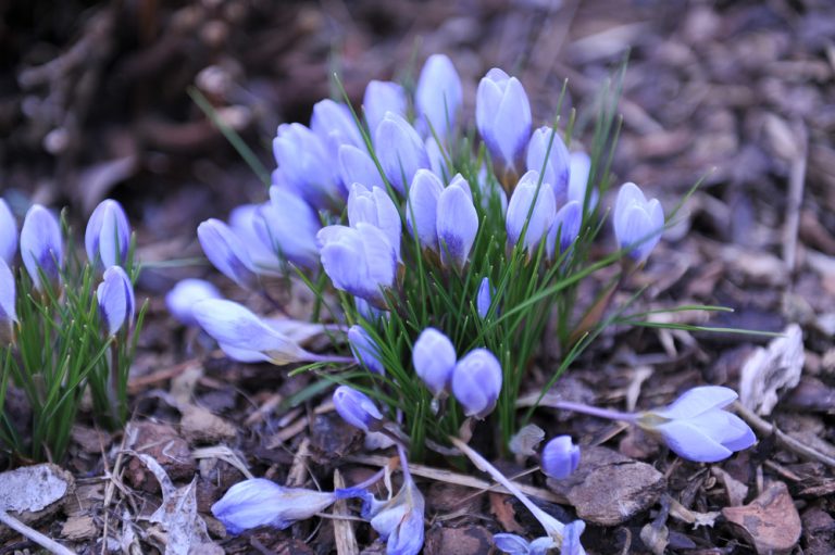 Les plus belles fleurs bleues pour un jardin apaisant et ressourçant