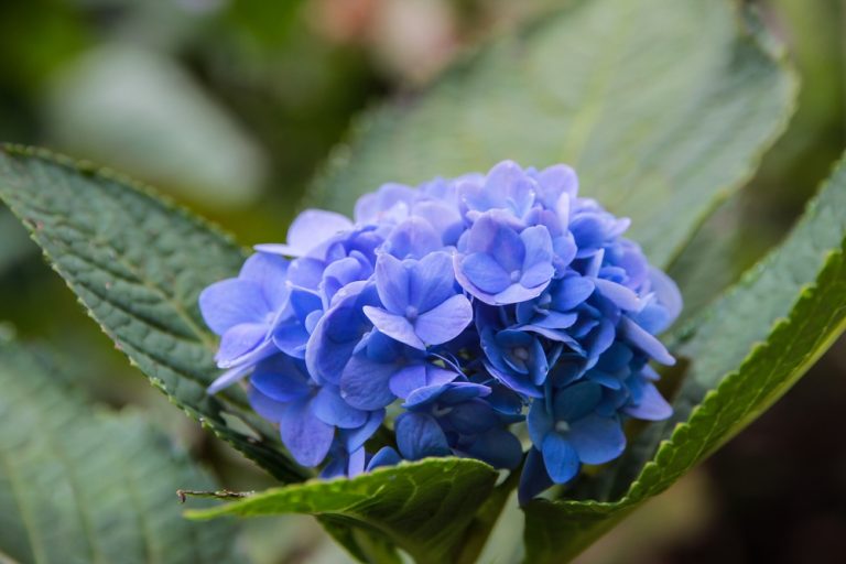 Les plus belles fleurs bleues pour un jardin apaisant et ressourçant