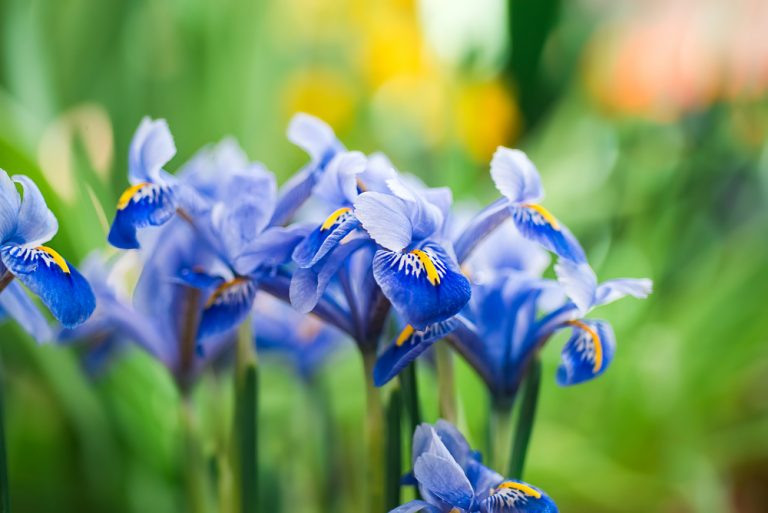 Les plus belles fleurs bleues pour un jardin apaisant et ressourçant