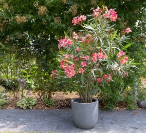 Faire repartir un laurier-rose après l'hiver : booster la floraison