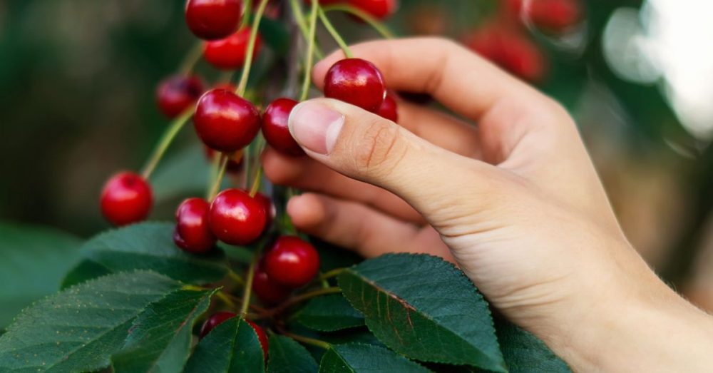 Mon cerisier fleurit, mais ne donne pas de fruits : que faire