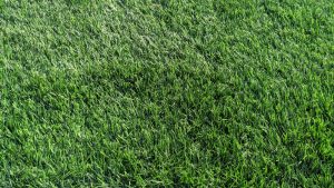 Le chiendent pied de poule, Cynodon dactylon : pour un gazon ultra ...