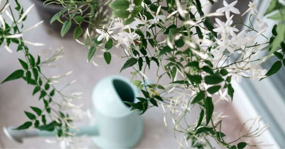 Quelles sont les plantes répulsives à utiliser contre les rongeurs au ...