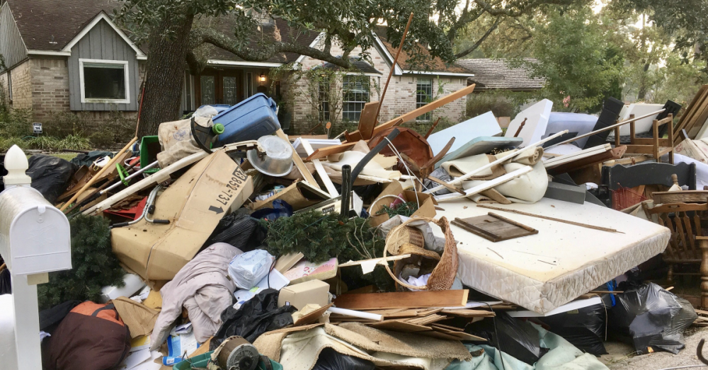 Plantes toxiques : les dangers méconnus des plantes d'intérieur populaires