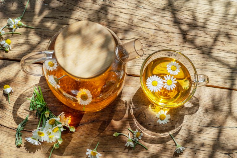 La pâquerette de nos jardins, une plante médicinale à portée de main