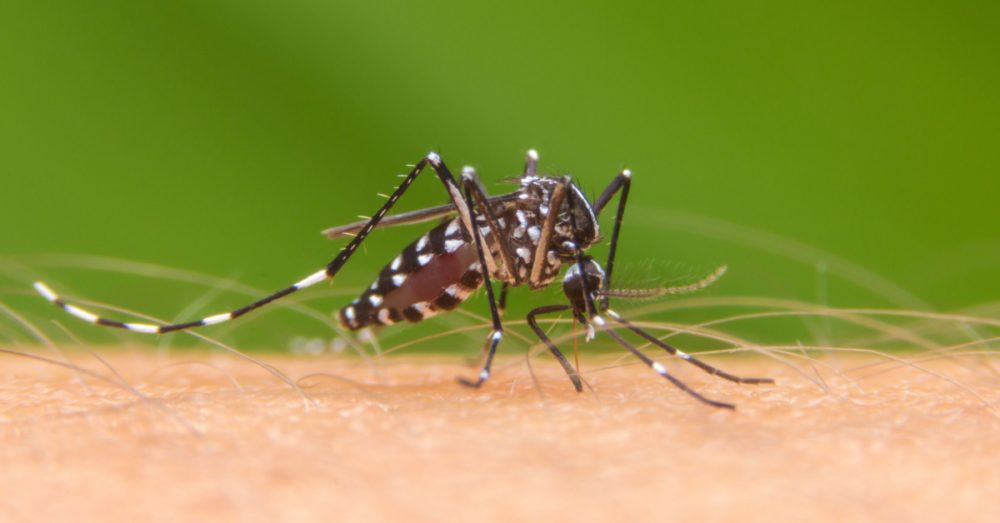 Le chiendent pied de poule, Cynodon dactylon : pour un gazon ultra ...