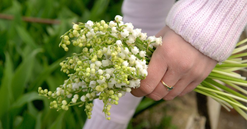 Jardiner en septembre : que faire au jardin, au potager et au verger