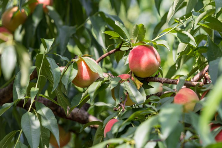 Les arbres fruitiers résistants à la sécheresse : 4 variétés peu ...