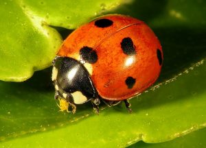 7 infos étonnantes à connaître sur les coccinelles