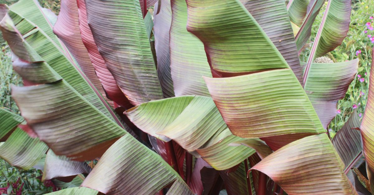 Cultiver un bananier au jardin : tout savoir sur la plus grande herbe ...