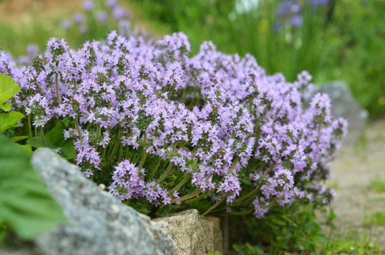 6 plantes couvre-sols à longue floraison pour un jardin coloré toute l ...