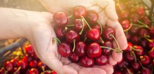 Les cerises, superfruits aux multiples bienfaits qui boostent la santé