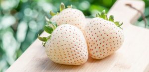 Cultivez la fraise blanche, le trésor oublié du potager