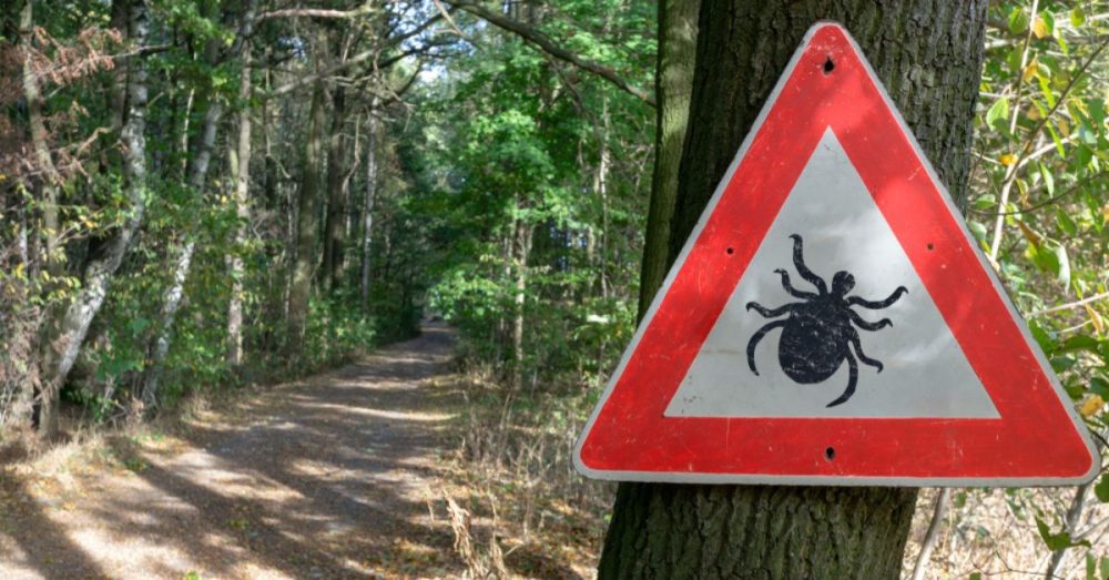 Morsures de tiques : les régions de France où il faut être particulièrement vigilant