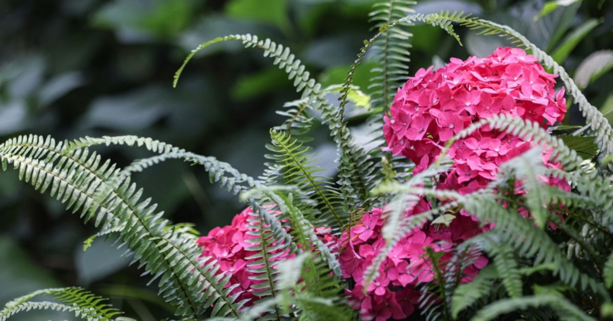 Quelles plantes associer avec un hortensia pour favoriser sa floraison